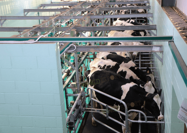 Cleaning Cow Farm: A Comprehensive Guide to Farm Hygiene