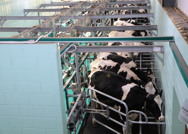 Cleaning Cow Farm: A Comprehensive Guide to Farm Hygiene