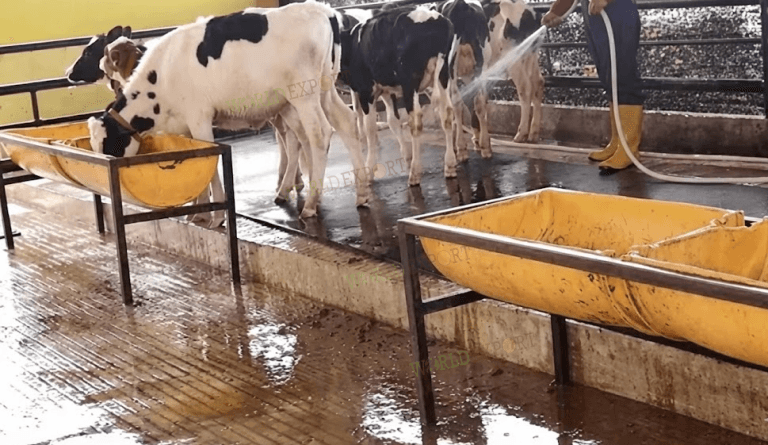 Cleaning Cow Farm: A Comprehensive Guide to Farm Hygiene