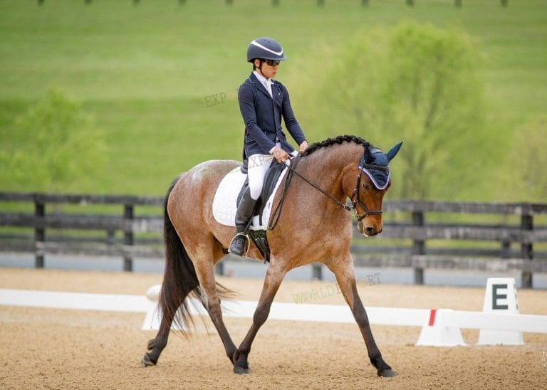 马匹赛后恢复：终极恢复指南