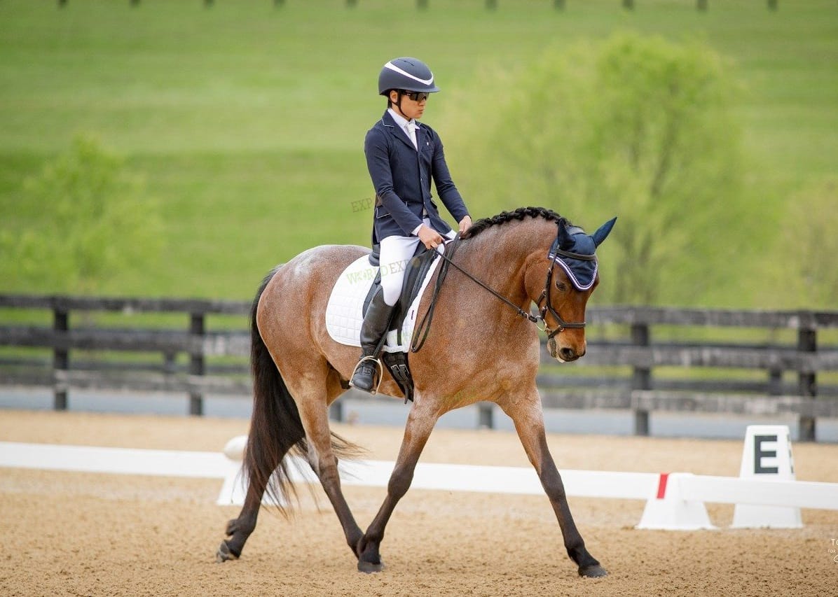 马匹赛后恢复：终极恢复指南