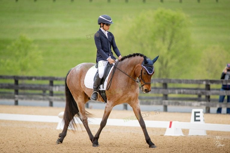 Hướng dẫn phục hồi toàn diện cho ngựa sau thi đấu