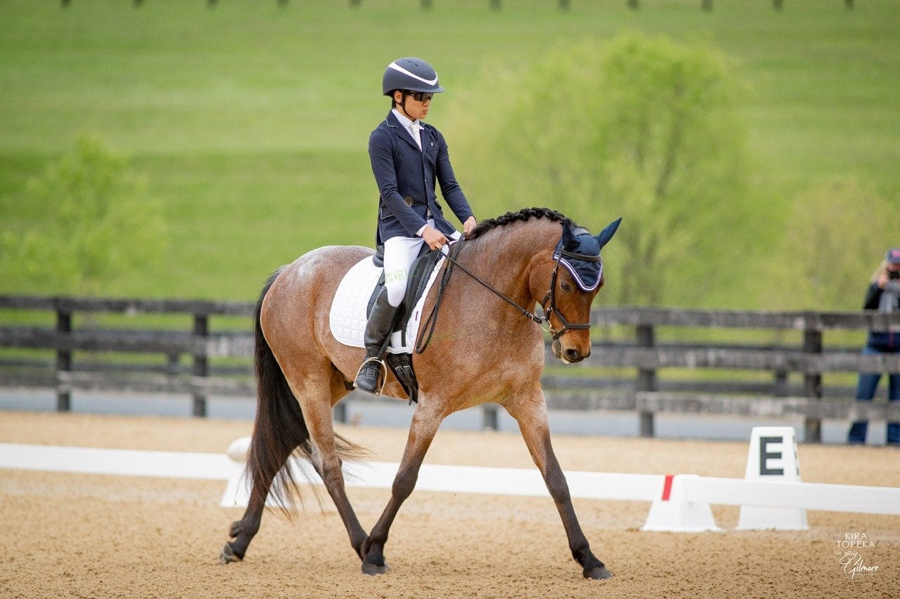 競技後の馬の回復：究極の回復ガイド