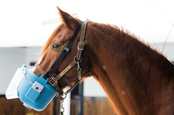 Respiratory Diseases in Horses: A Guide to Protecting Your Athlete’s ...