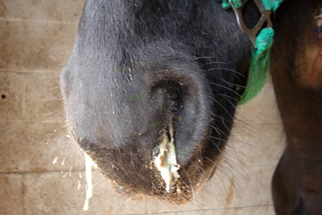 Respiratory Diseases in Horses: A Guide to Protecting Your Athlete’s ...