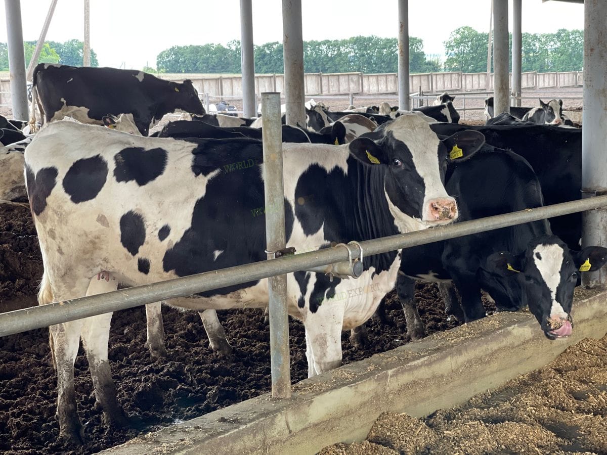Bedding for Dairy Cows: What Is the Right Choice for You?