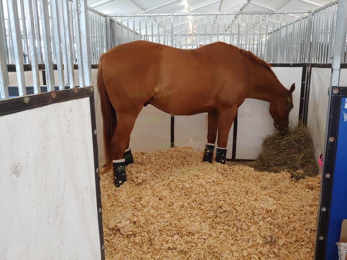 Biosecurity Tips for Horse Owners: Guide to a Healthy Stable