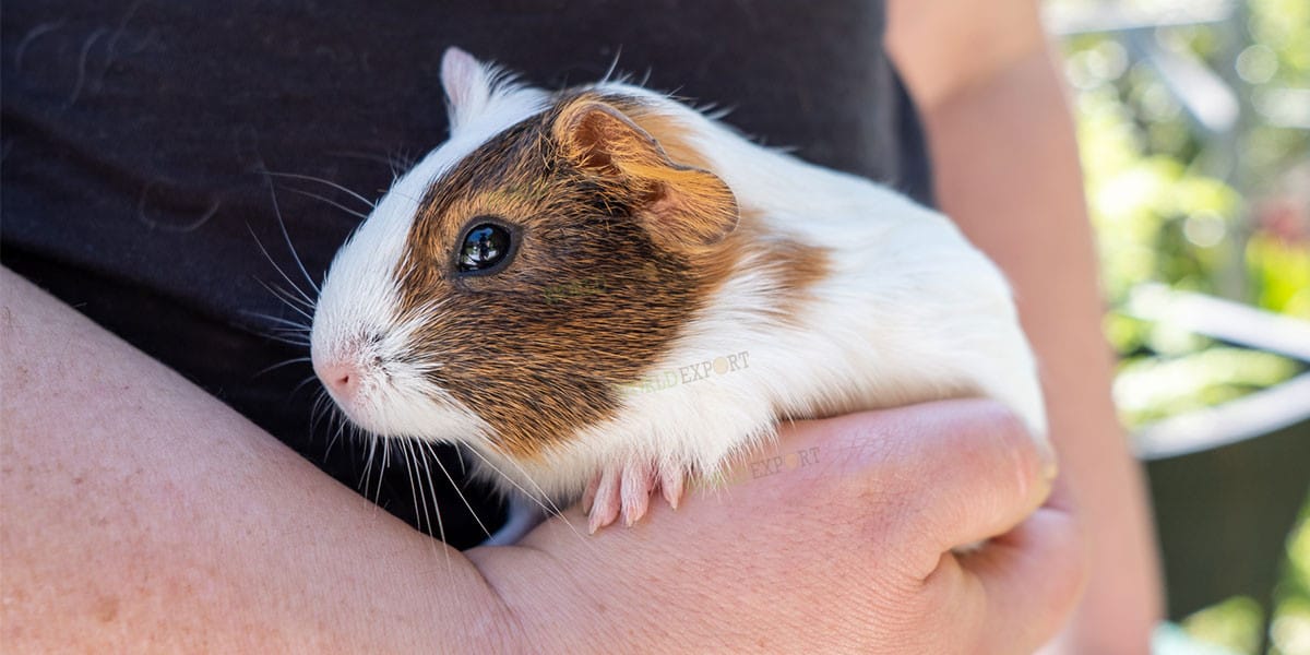Can Guinea Pigs Get Allergies? The Truth About Safe Bedding