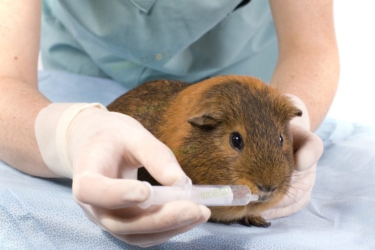 Can Guinea Pigs Get Allergies? The Truth About Safe Bedding