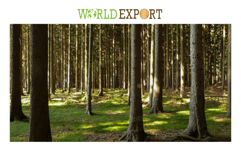 Large Flake Wood Shavings Vietnam: The Gold Standard for Equine and ...