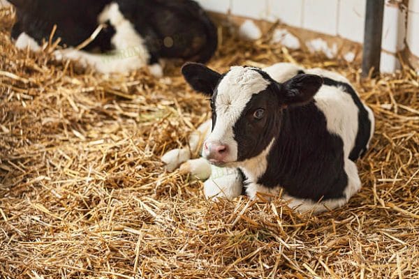 Newborn Calf Care: A Complete Guide to Raising Healthy Calves