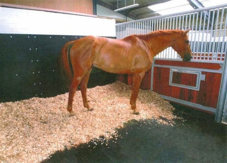 WHY PINE SHAVINGS FOR HORSES ARE THE OPTIMAL CHOICE